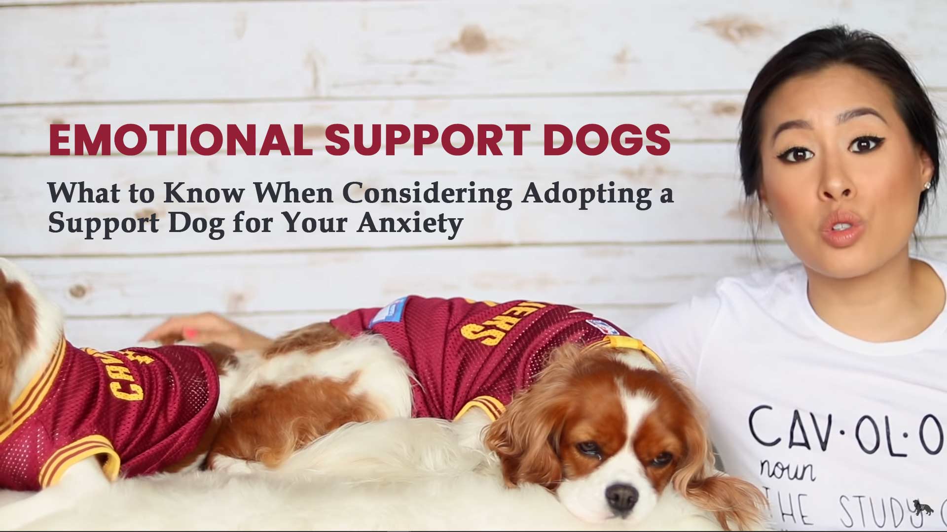 How Do I Get My Emotional Support Dog For Anxiety